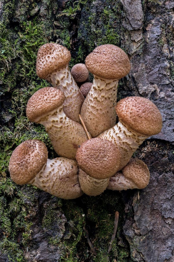 Cluster of Mushrooms on a Tree Stock Image - Image of fall, wood: 202323829