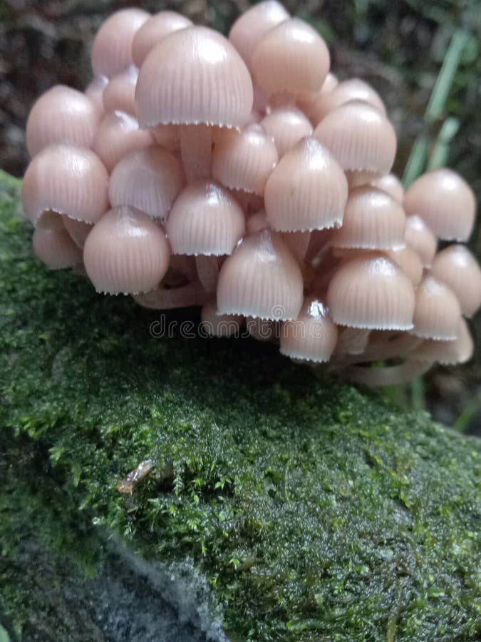 Cluster of Mushrooms in Woodlands Stock Image - Image of mushrooms ...