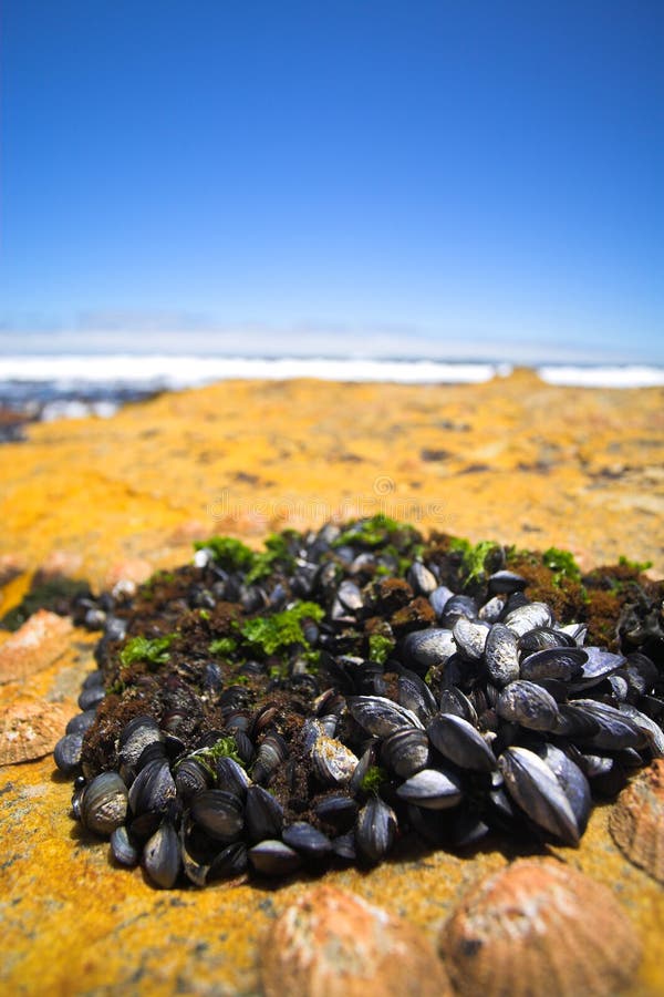 Cluster of mussels stock photo. Image of ocean, shallow - 3017798