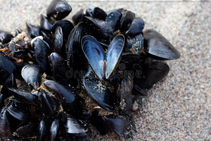 Cluster of Mussels stock photo. Image of marine, close - 65780360