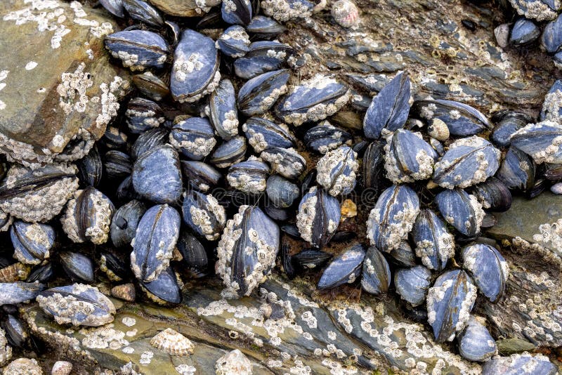 A Cluster of Mussels in Helford Creek, Cornwall Stock Image - Image of ...