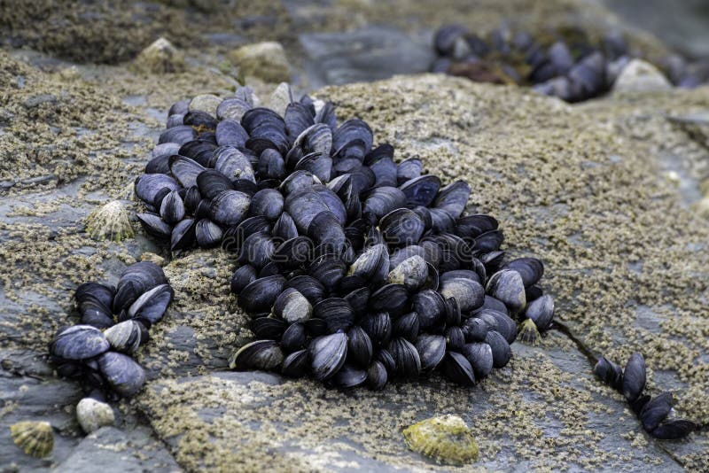 A Cluster of Mussels on a Rock Stock Photo - Image of scenic, seafood ...