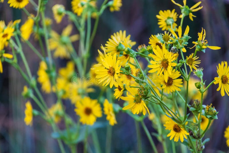 A Cluster of Narrow Leaf Sunflower Blooming in a Park Stock Image ...