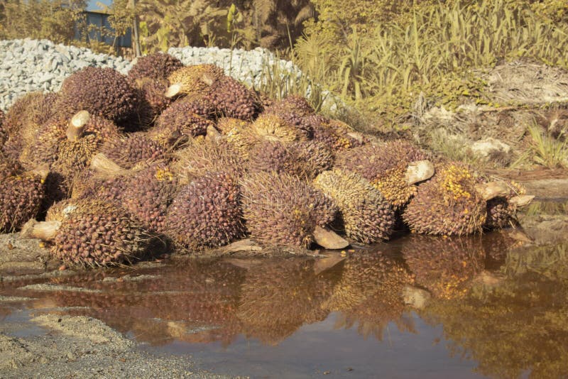 The Cluster of Oil Palm Fruit at the Farm. Stock Image - Image of ...