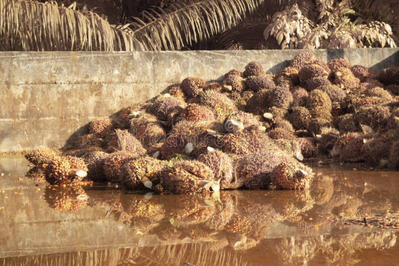 The Palm Oil Fruit and Seed Dropping at the Plantation Stock Photo ...
