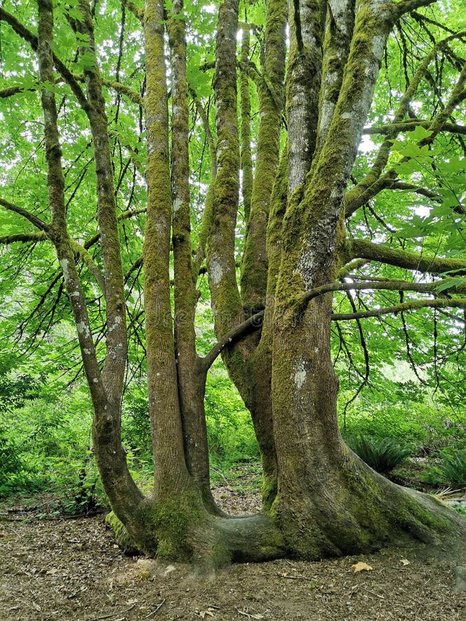 Cluster of Old Bigleaf Maple Tree Trunk in the Forest Stock Photo ...