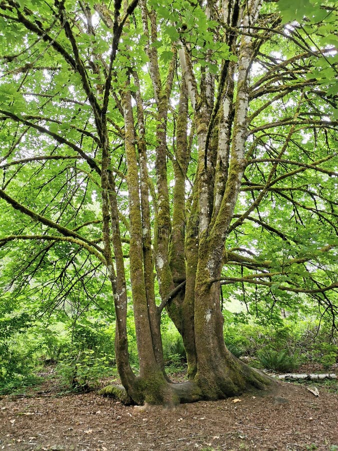 Cluster of Old Bigleaf Maple Trees in the Forest Stock Image - Image of ...