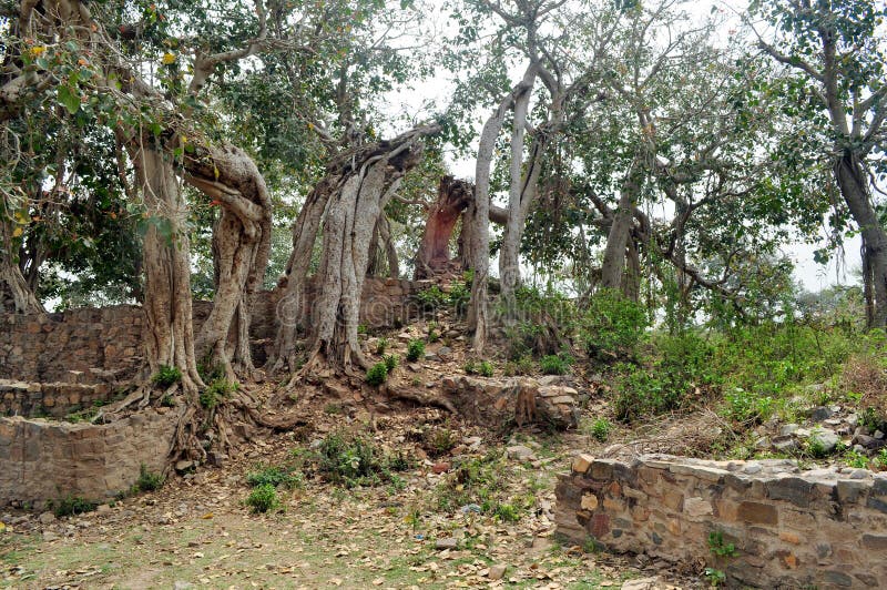 Cluster of Old Creepy Trees Stock Photo - Image of creepy, nature: 39346920