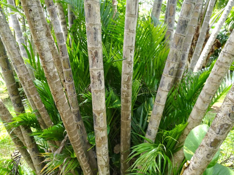Palm tree cluster stock photo. Image of trees, garden - 6450984