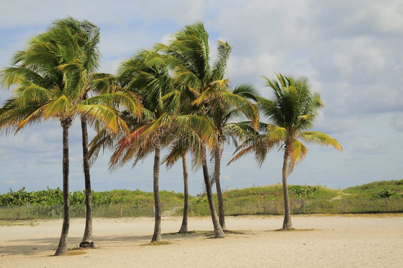 Cluster of Palm Tress stock image. Image of sand, beauty - 12769053