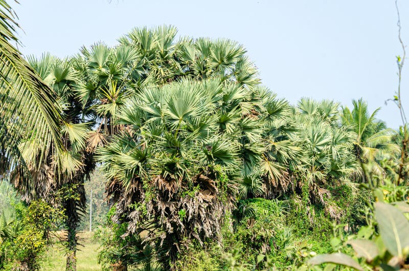 Cluster of Palmyra Fruit Palms Stock Image - Image of flabellifer ...