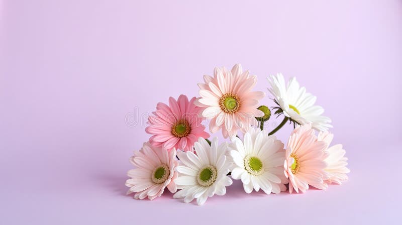 A Cluster of Pastel Gerbera Daisies Against a Subtle Purple Background ...