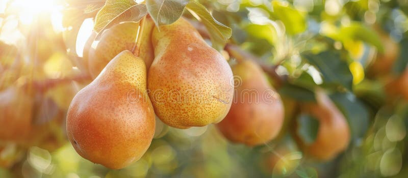 Cluster of Pears Hanging from a Tree Stock Image - Image of garden ...