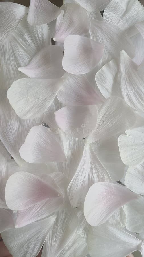 A cluster of petals stock photo. Image of pink, flower - 205004626