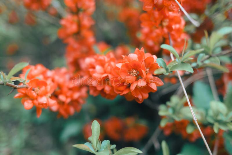 Cluster of Petite Orange Blooms on a Stem Stock Photo - Image of ...