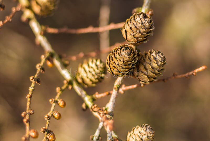 Cluster of Pine Cones & Blurred Backgroud Stock Photo - Image of ...