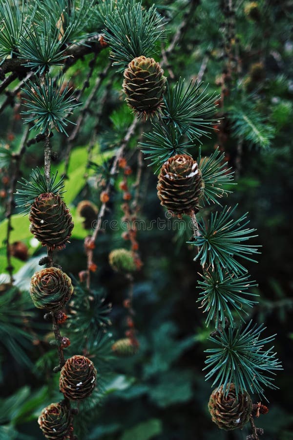 Cluster of Pine Needles with Cones Hanging from Them. Vertical Background. Wallpapers Phone ...