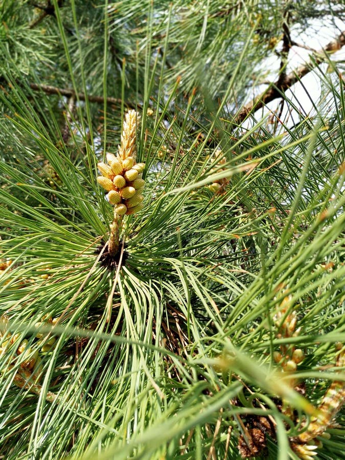Pinus Pinaster Young Pine Cone Stock Photos - Free & Royalty-Free Stock ...