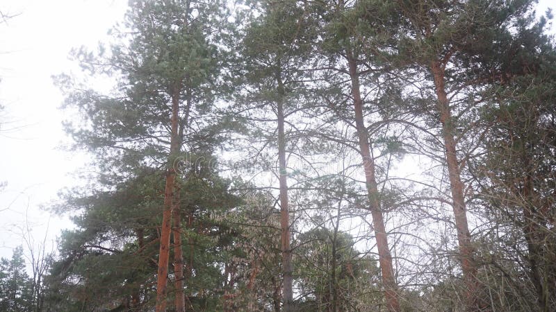 Cluster of Pine Trees in Natural Landscape, White Sky Backdrop Stock ...
