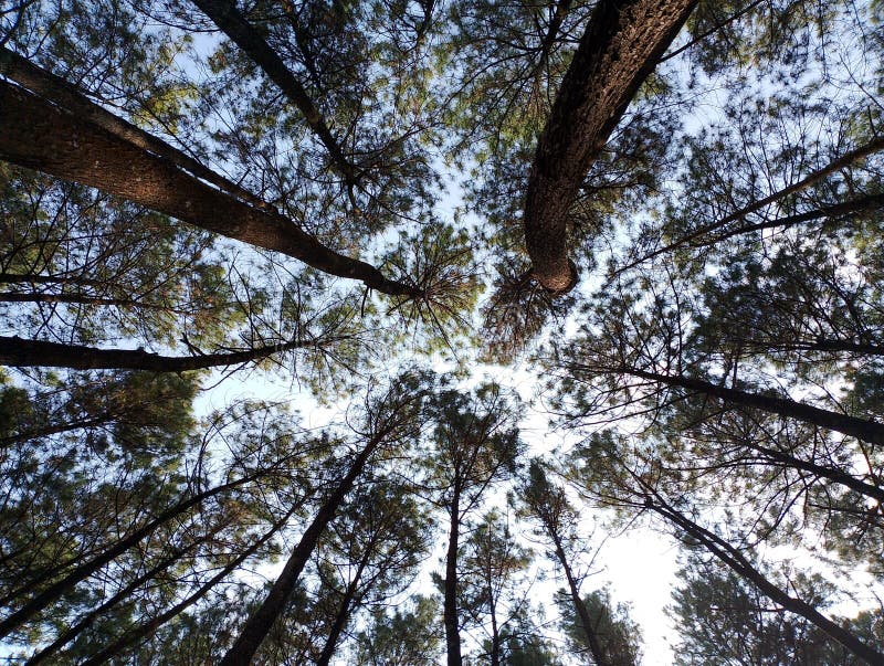 A Cluster of Pine Trees Towering High into the Sky Stock Image - Image ...