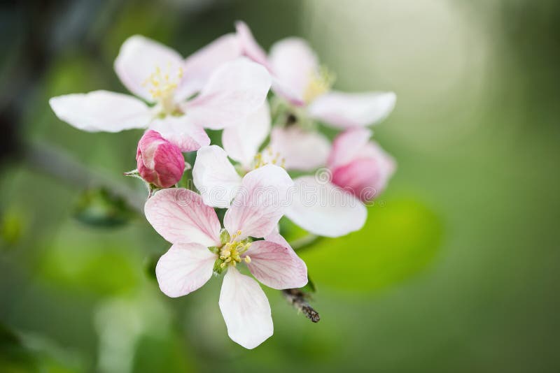 Cluster of Pink Apple Tree Blossoms with Selective Focus Stock Image ...