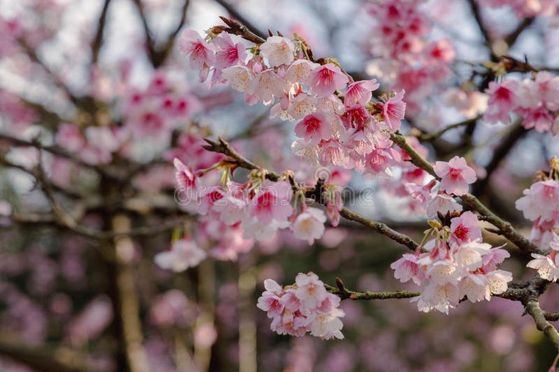 Cluster of Pink Cherry Blossoms on a Branch of a Blooming Tree in the ...