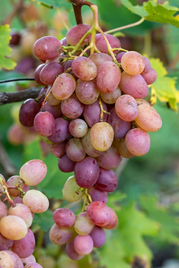 Cluster of Pink Grape on a Bush Stock Image - Image of autumn, green ...