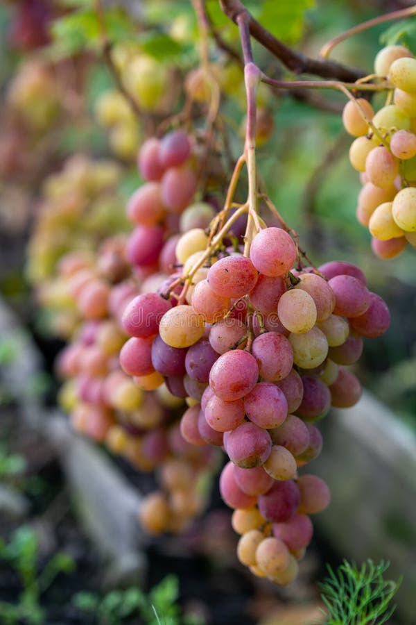 Cluster of Pink Grape on a Bush Stock Photo - Image of group, berry ...