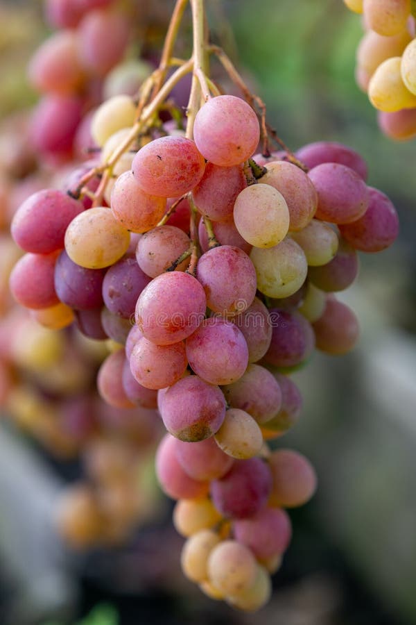 Cluster of Pink Grape on a Bush Stock Image - Image of grape, fall ...