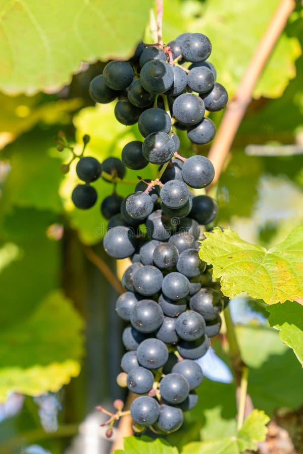 Cluster of Blue Grape on a Bush Stock Photo - Image of group, season ...