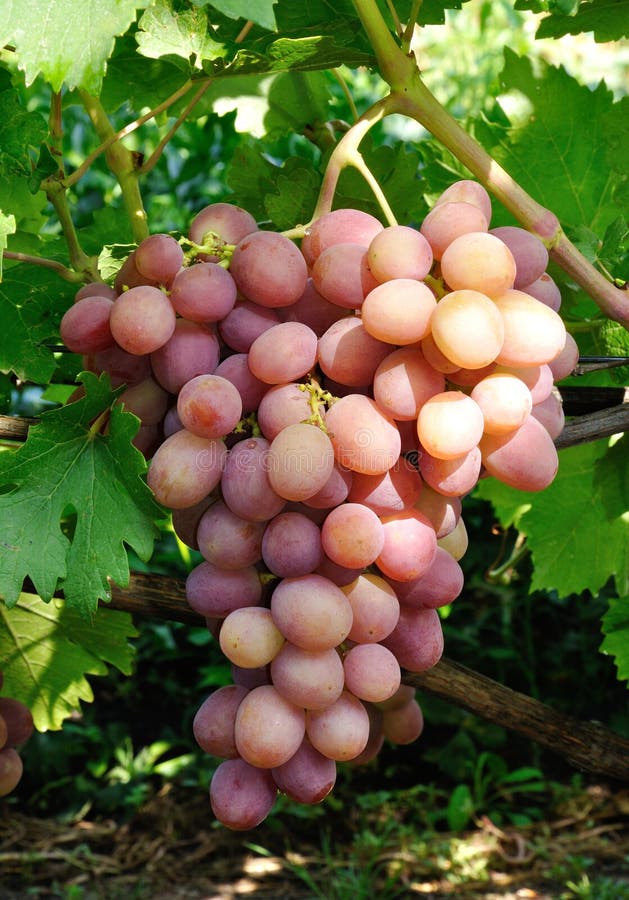Cluster of Pink Grape on Vine Stock Photo - Image of green, leaf: 43725274