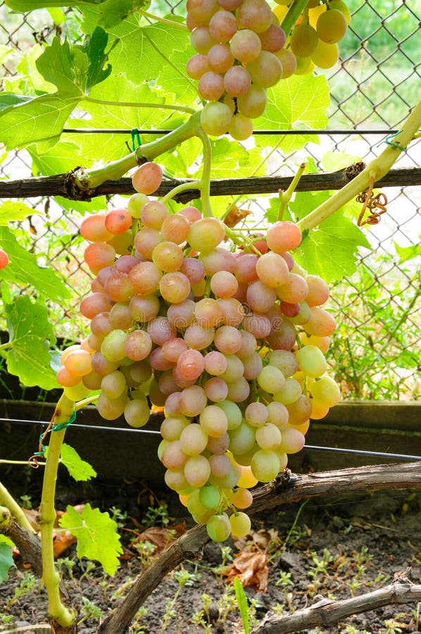 Cluster of Pink Grape on Vine Stock Image - Image of cluster, field ...