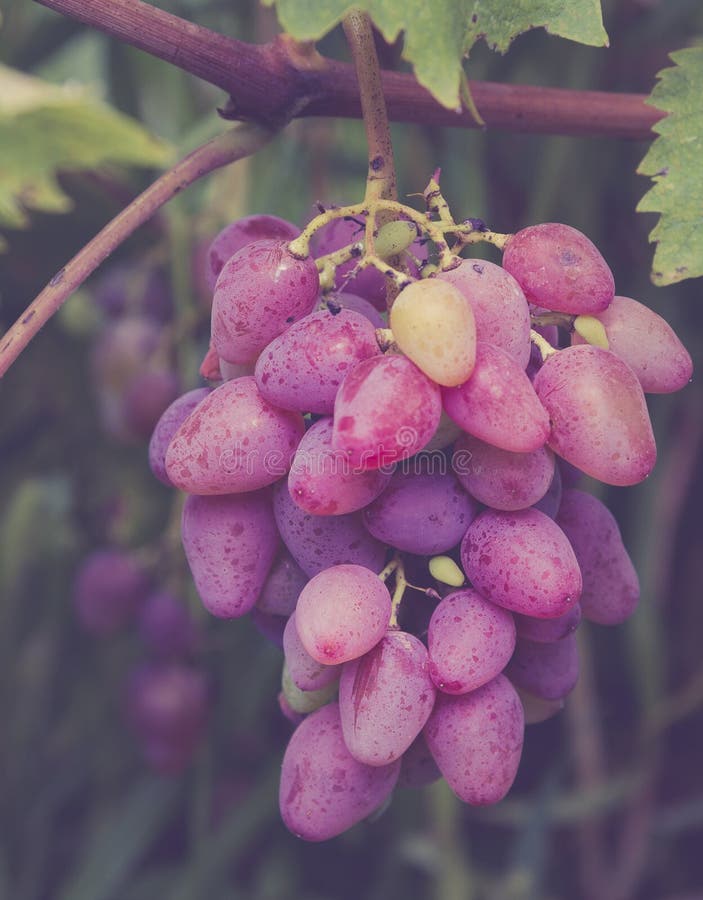 Cluster of Pink Grape on Vine Stock Photo - Image of berry, eating ...