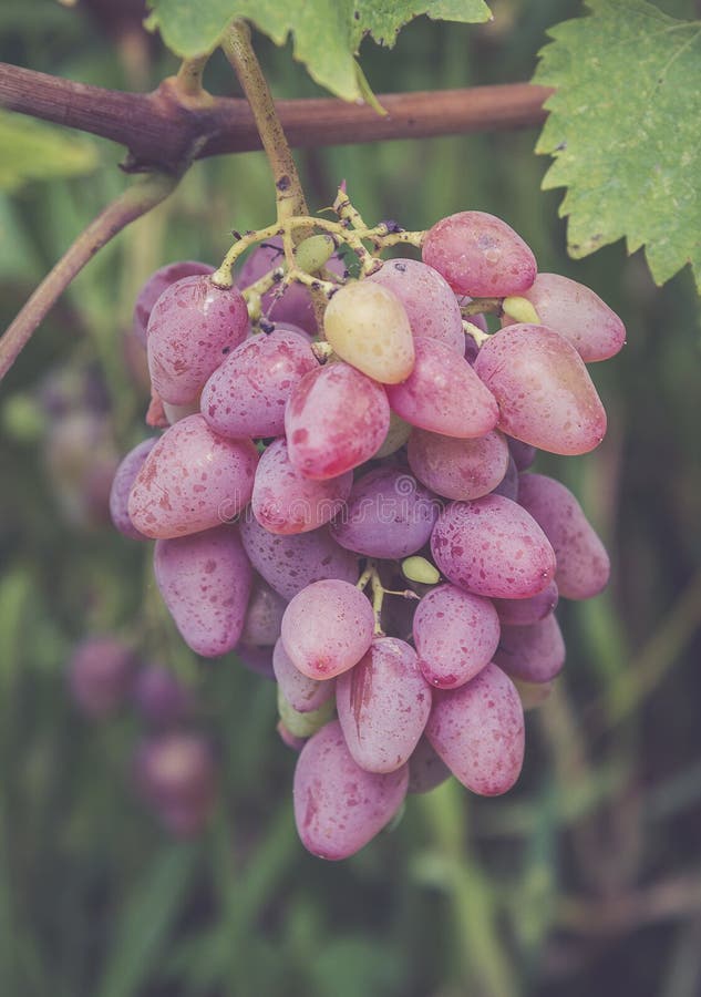 Cluster of Pink Grape on Vine Stock Image - Image of organic, food ...