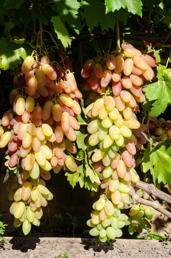 Cluster of Pink Grape on the Vine Stock Photo - Image of green, grow ...