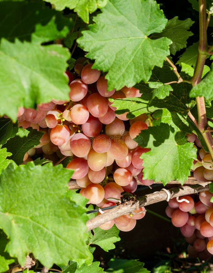 Cluster of Pink Grape on the Vine Stock Image - Image of summer, fresh ...