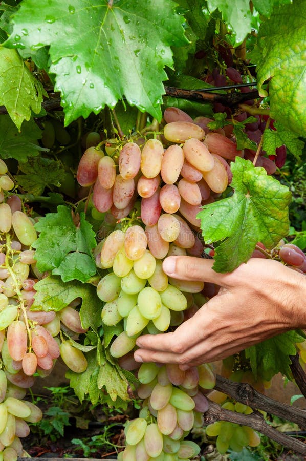 Cluster of Pink Grape on the Vine Stock Photo - Image of napa, grape ...