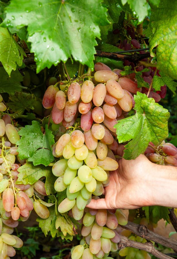 Cluster of Pink Grape on the Vine Stock Photo - Image of field, plant ...