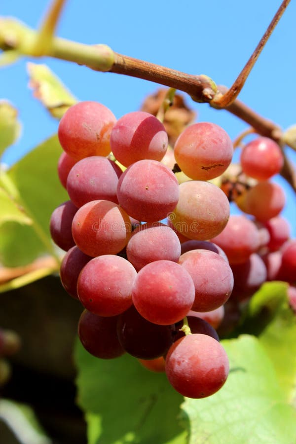 Cluster of pink grapes stock image. Image of agriculture - 62420025