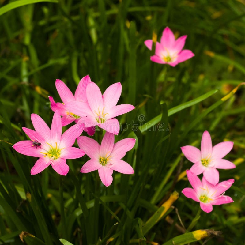 Cluster Of Pink Lilies Picture. Image: 5459346