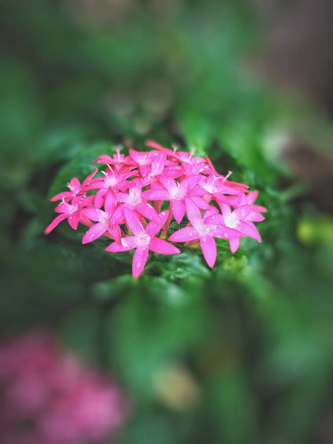 Cluster of Pink Pentas Flowers Stock Photo - Image of produce, petal ...