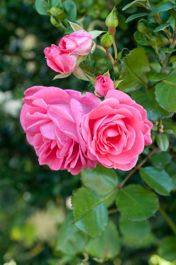 Cluster of Pink Roses in Bloom Stock Photo - Image of harmony, serene ...