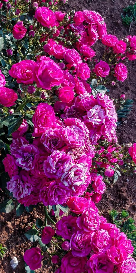 A Cluster of Pink Roses in the Park Stock Image - Image of garden, rose ...