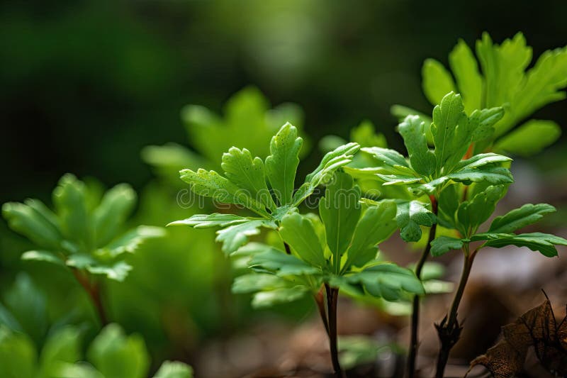 Cluster of Plant Leaves Bursting Forth with New Life, Each Leaf Unique ...