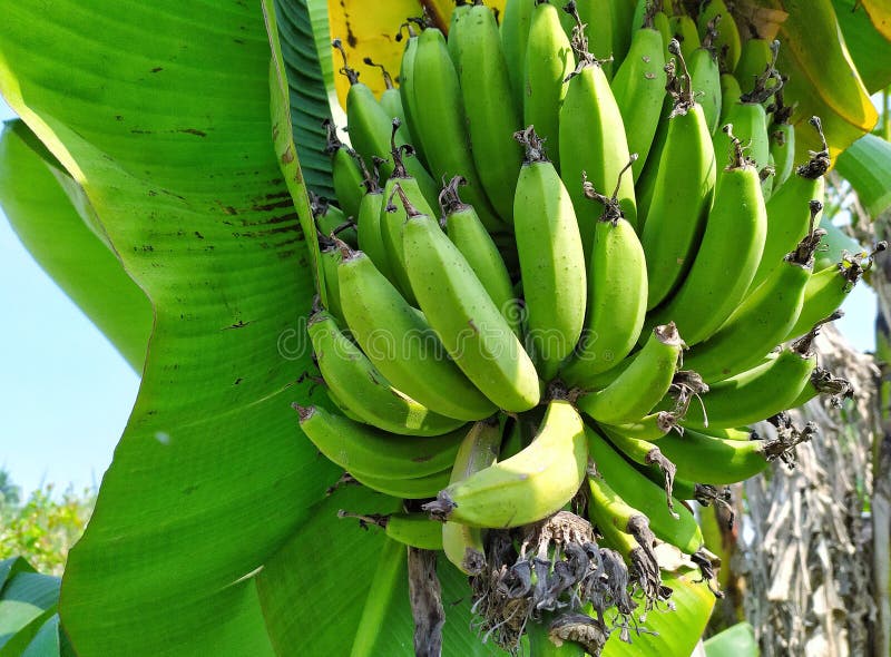 Cluster of Plantains, Indian Vegetable Garden. Stock Photo - Image of ...