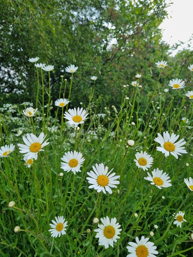 A cluster of pretty daisys stock photo. Image of flower - 367147468