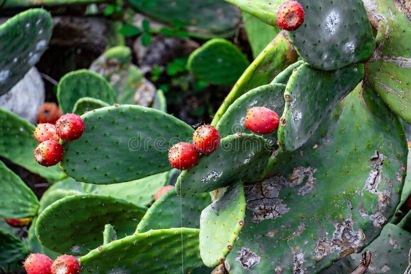 A Cluster of Prickly Pear Cactus with Red Fruit Stock Image - Image of ...
