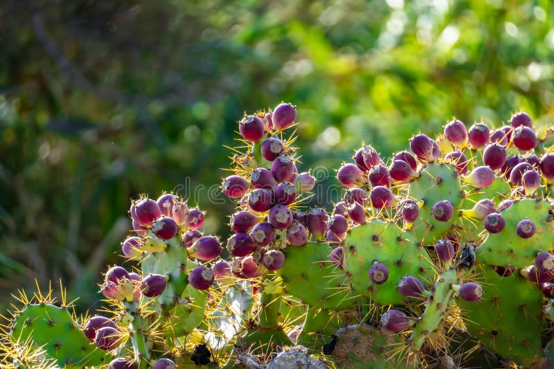 A Cluster of Prickly Plants with Red Berries Stock Image - Image of ...