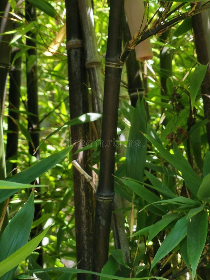 Cluster of Purple or Black Bamboo Stems Stock Photo - Image of cluster, stems: 284020718