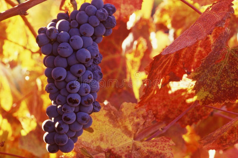 Grapevine stock photo. Image of grow, foliage, harvest - 1986610